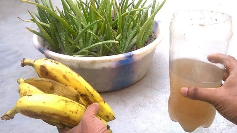 15 Amazing Ways to Use Banana Peels - Page 9 of 15 - Zen Health Magazine 15 Amazing Ways to Use Banana Peels - Page 9 of 15 - Zen Health Magazine